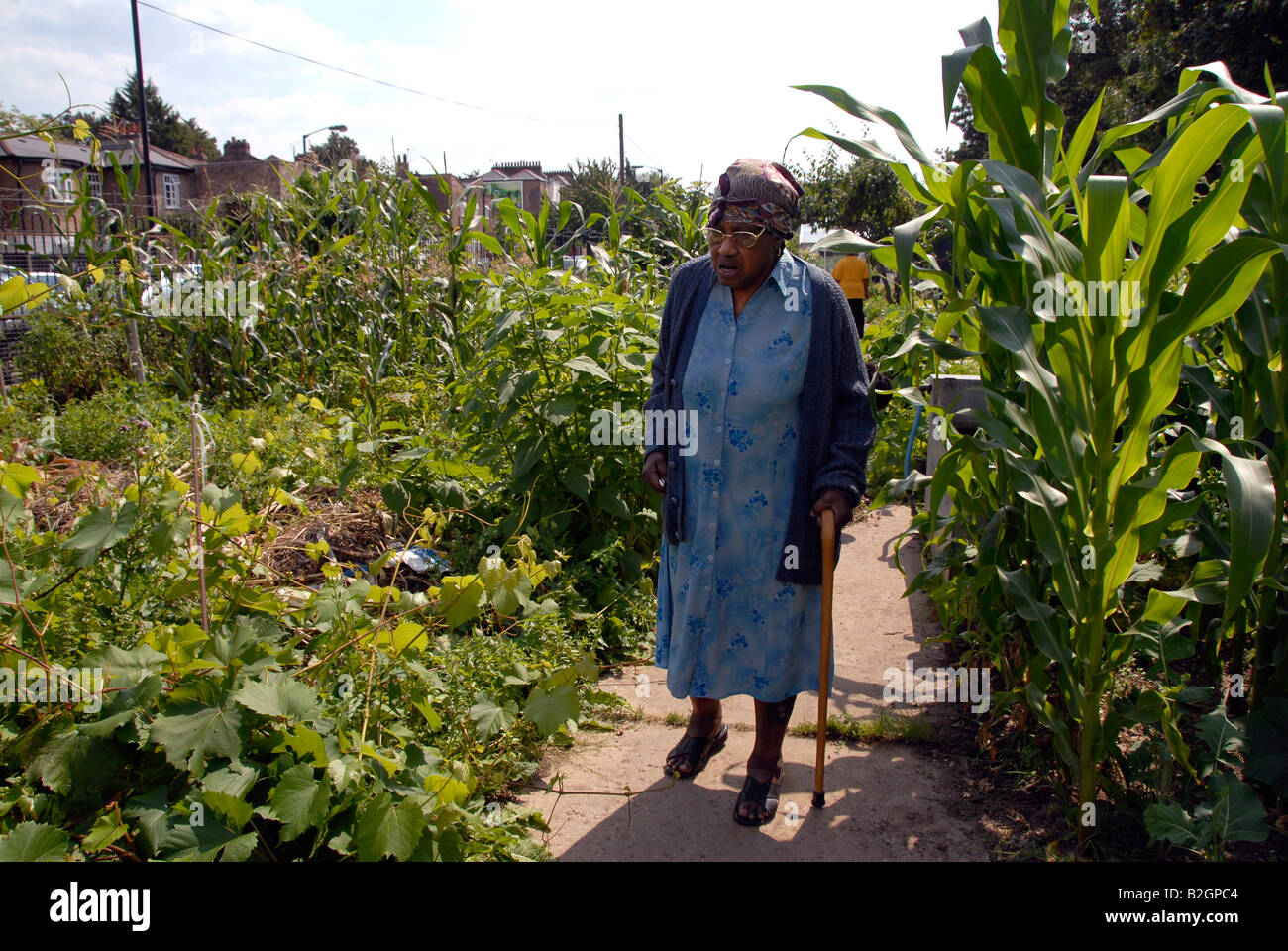Multicultural allotment in Peckham South London growing organic produce ...
