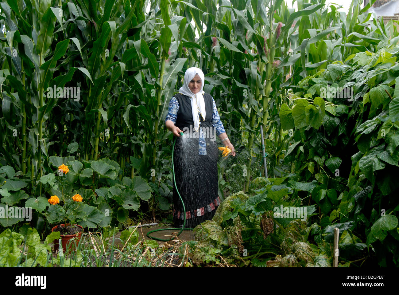 Multicultural allotment in Peckham South London growing organic produce ...