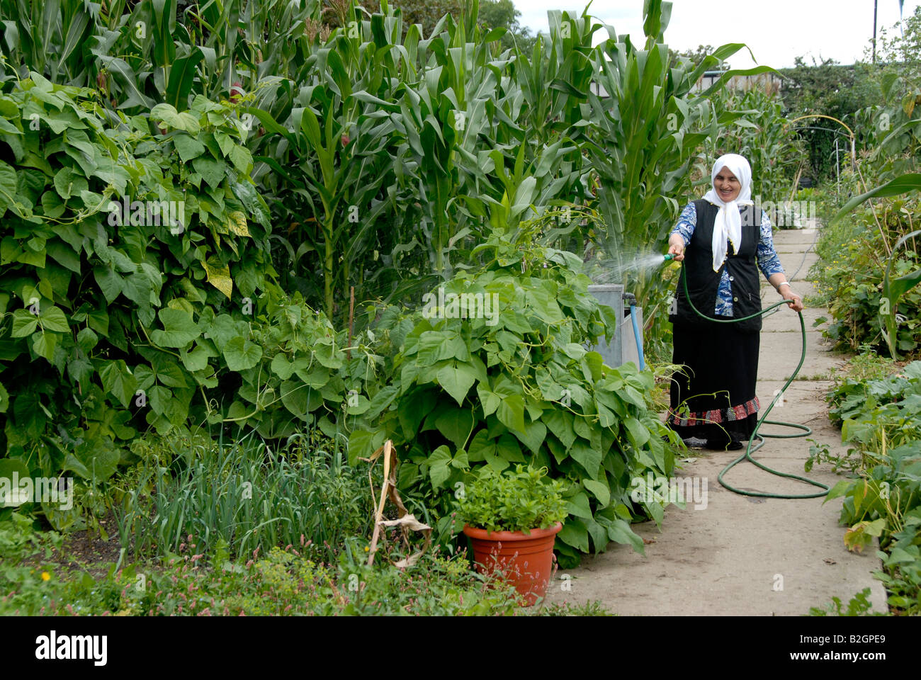 Multicultural allotment in Peckham South London growing organic produce ...