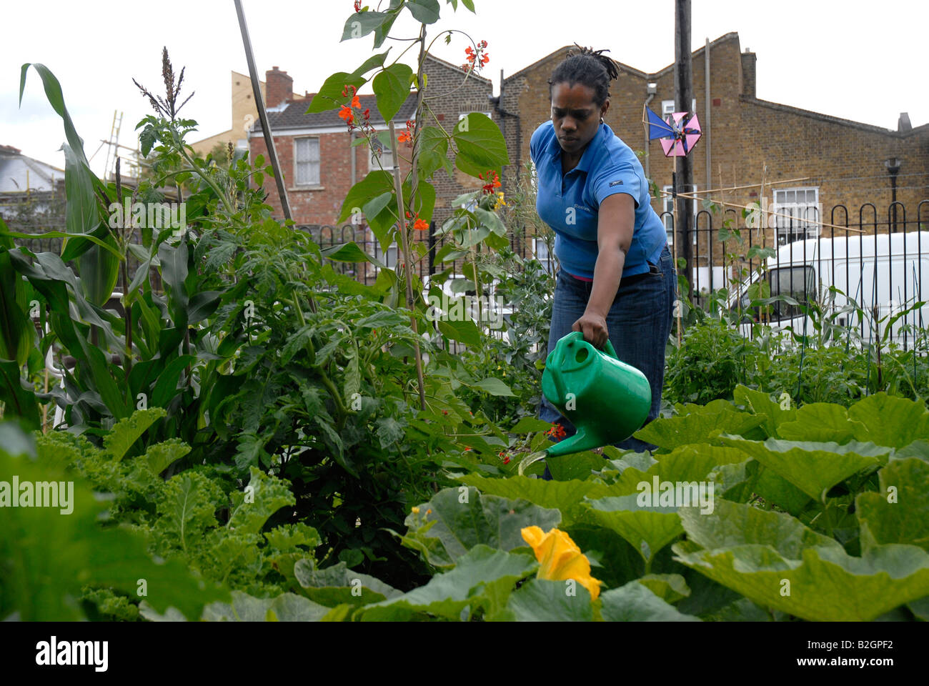 Multicultural allotment in Peckham South London growing organic produce ...