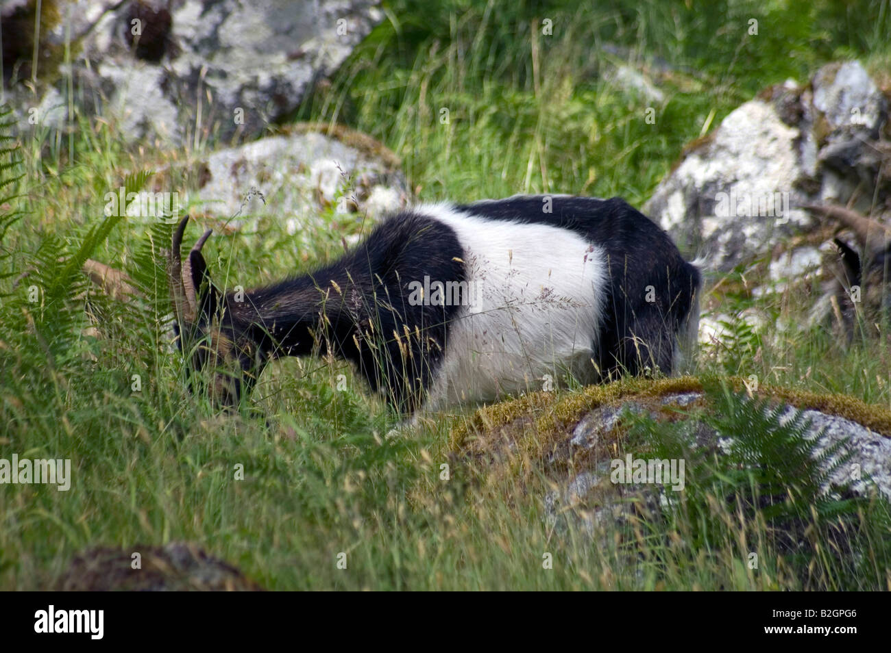 Wild goat near Newtonmore in the Scottish Highlands Stock Photo - Alamy