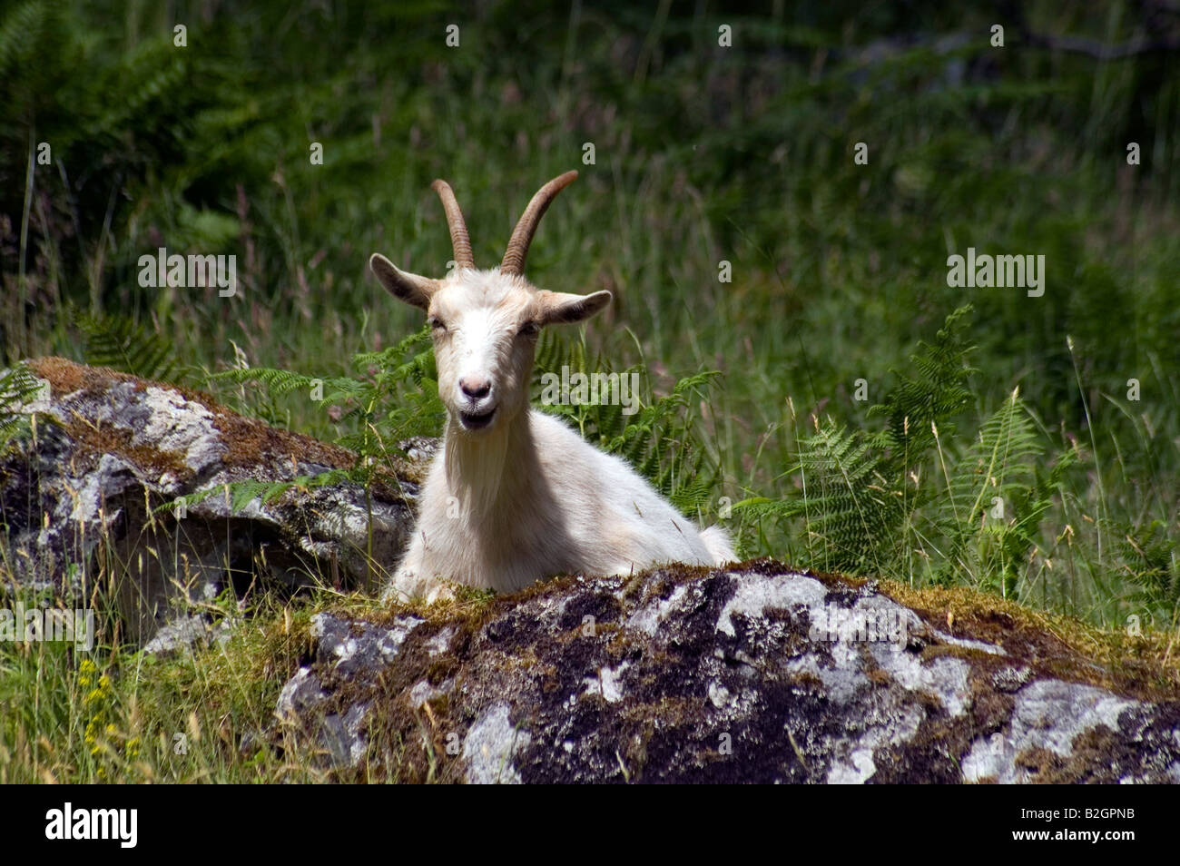 Feral goat in the highlands of scotland hi-res stock photography and ...