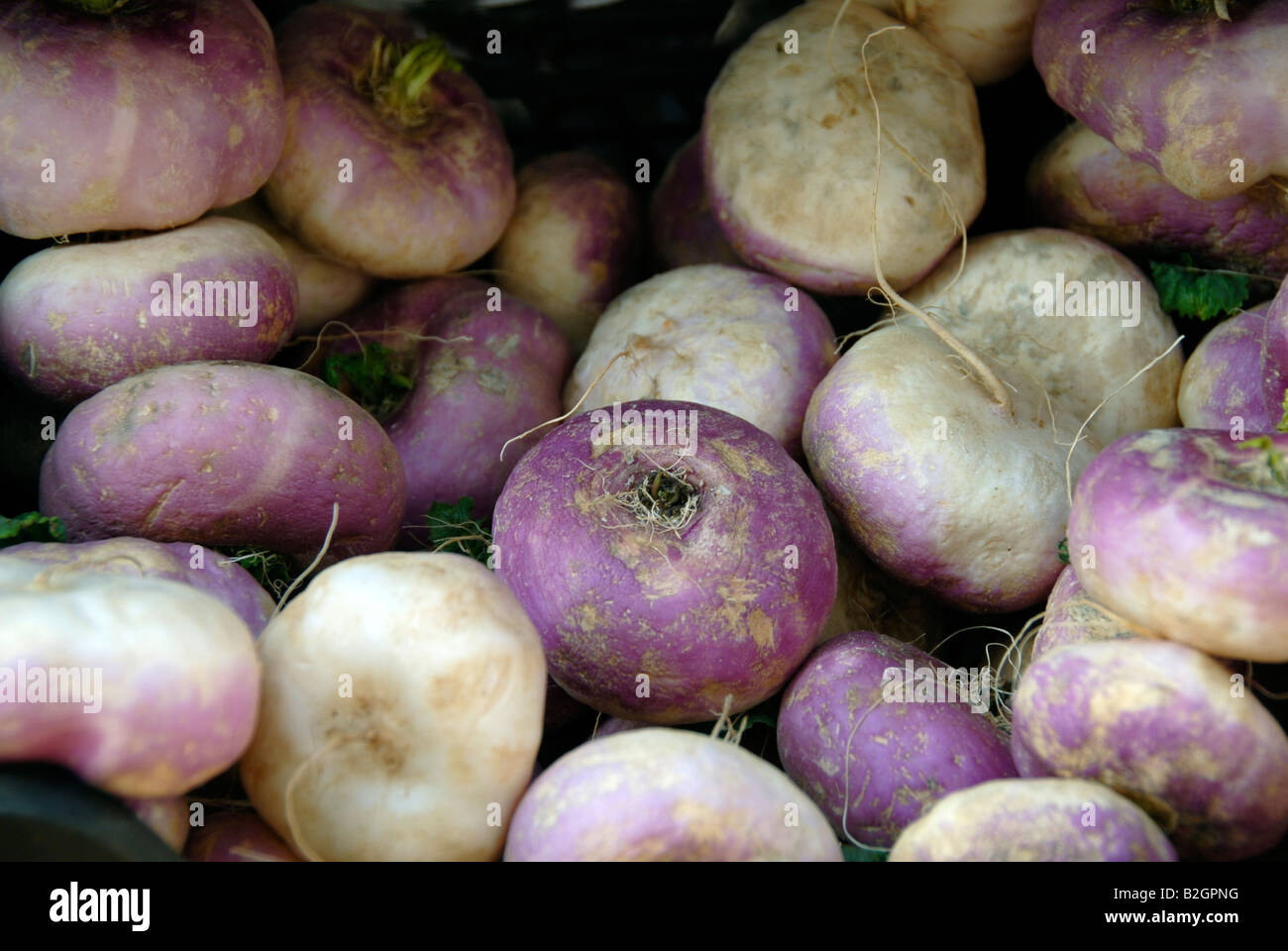 Turnips on display in market Stock Photo - Alamy