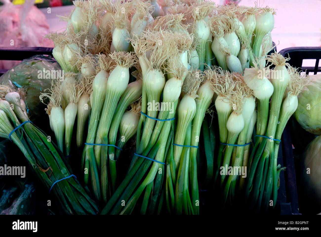 Bunches of spring onions Stock Photo - Alamy