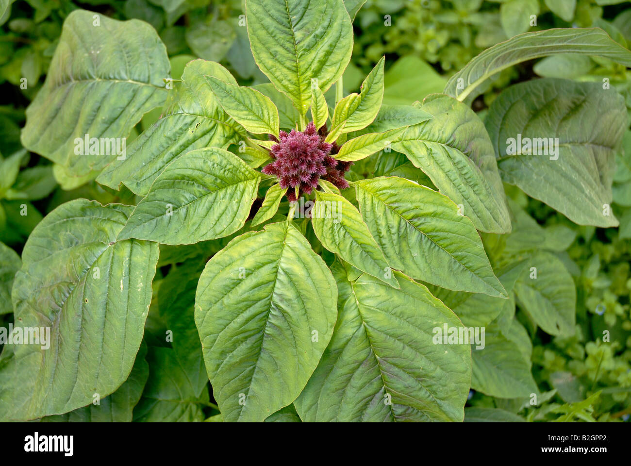 Calalou plant growing in London allotment Stock Photo - Alamy