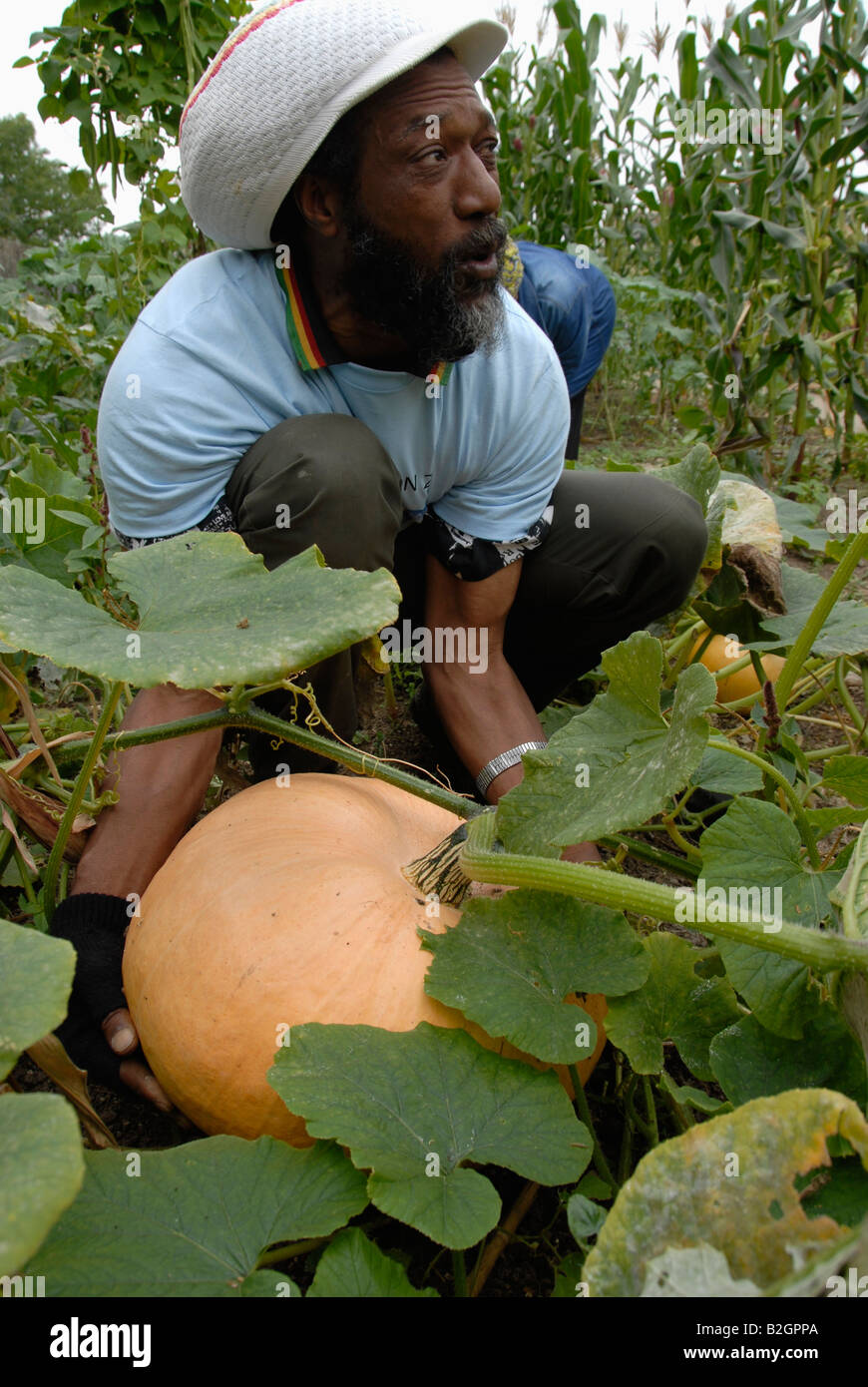 Allotments in west london hi-res stock photography and images - Alamy