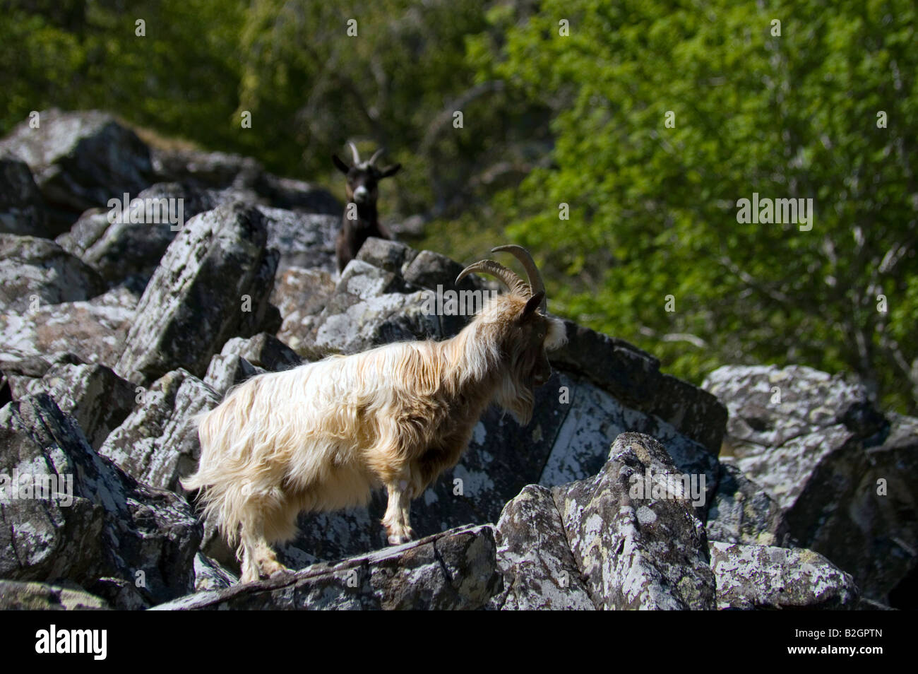 Wild goat near Newtonmore in the Scottish Highlands Stock Photo - Alamy