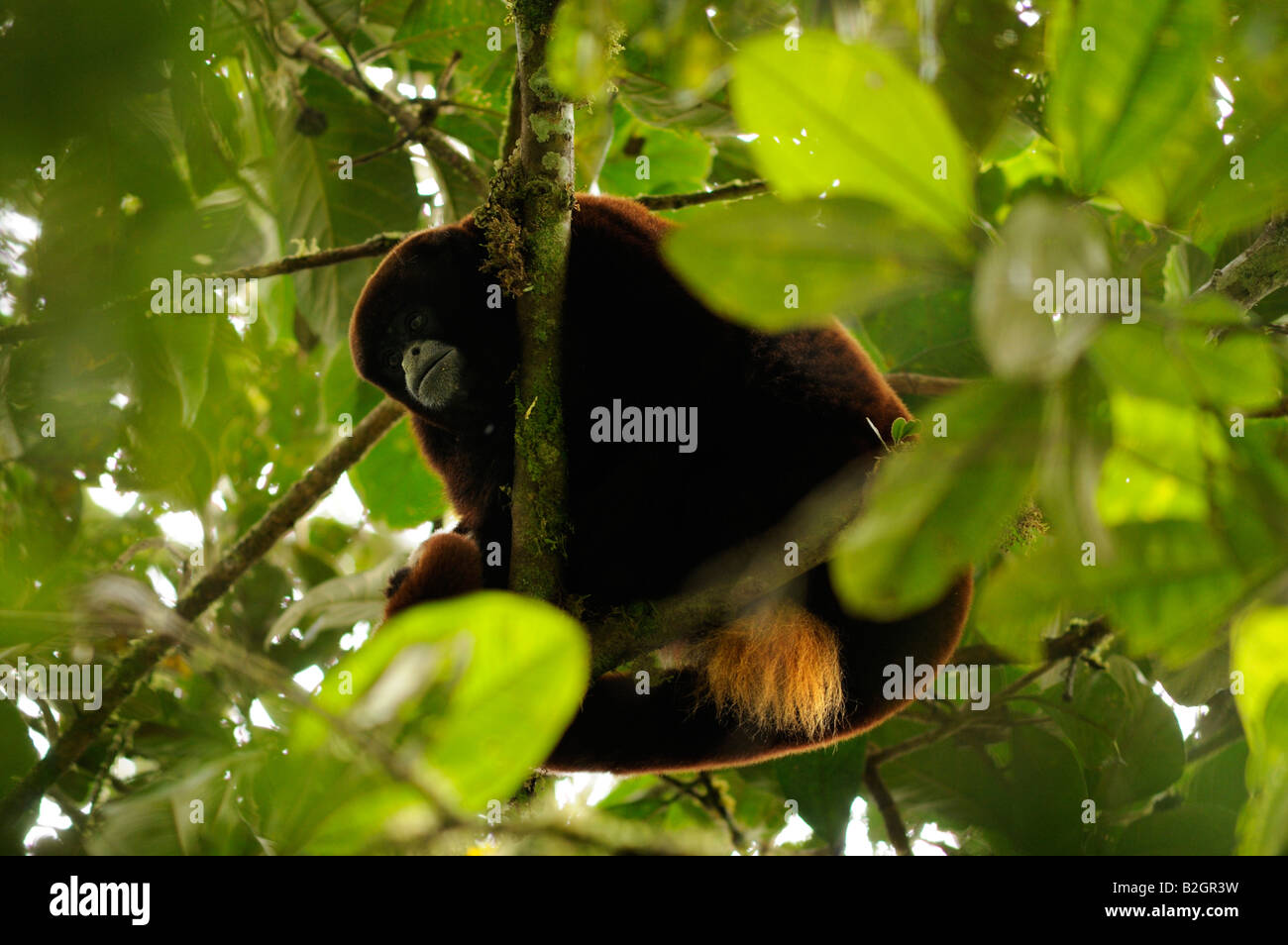 Yellow-tailed Woolly monkey Oreonax flavicauda WILD Alto Mayo Amazonas ...