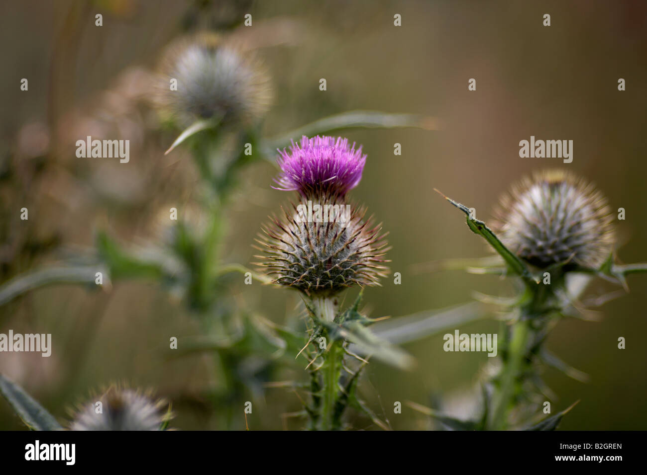purple flowering spear thistle cirsium vulgare growing in a field ...