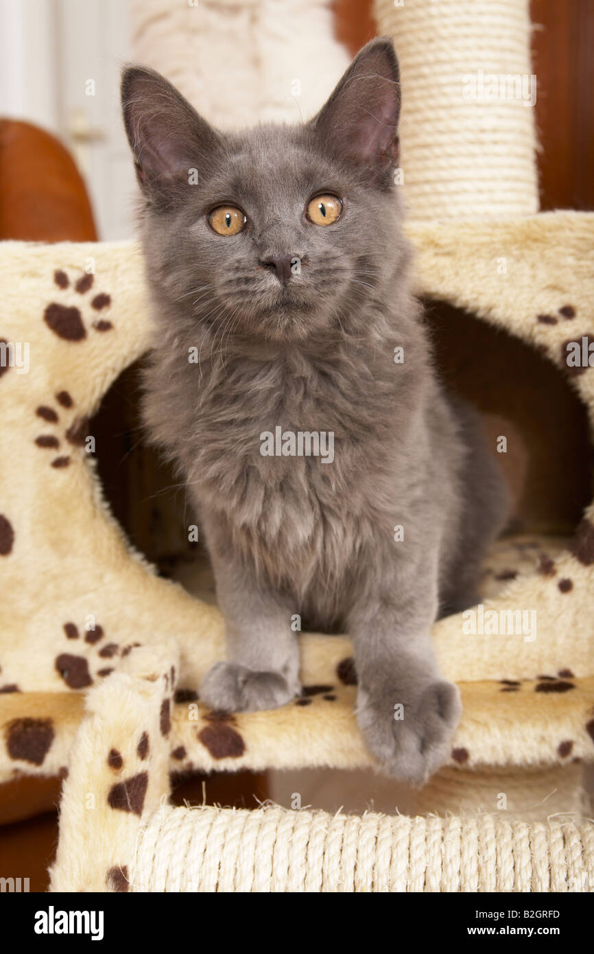 Blue Maine Coon cat Stock Photo - Alamy