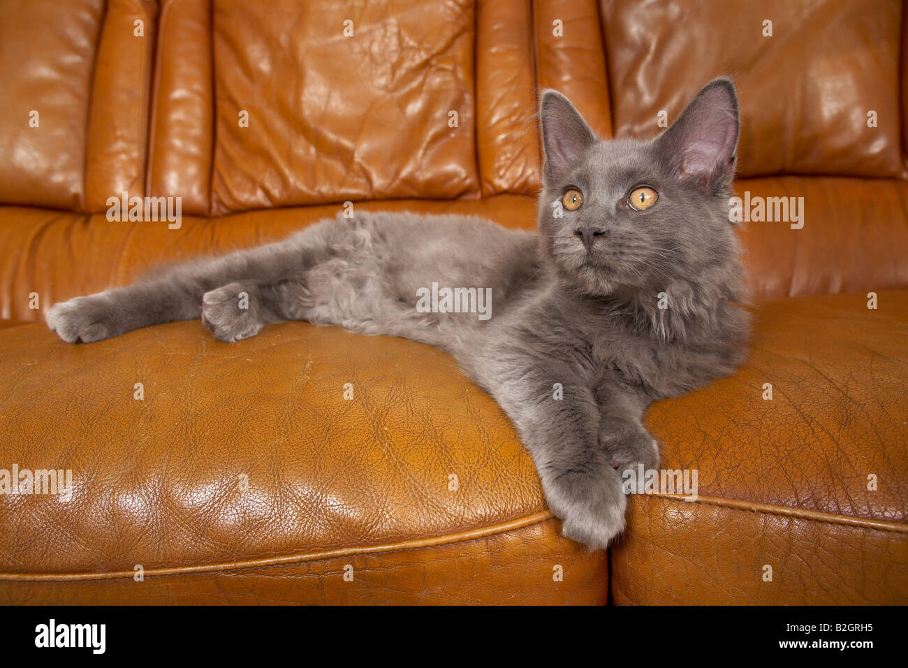 Blue Maine Coon cat Stock Photo - Alamy