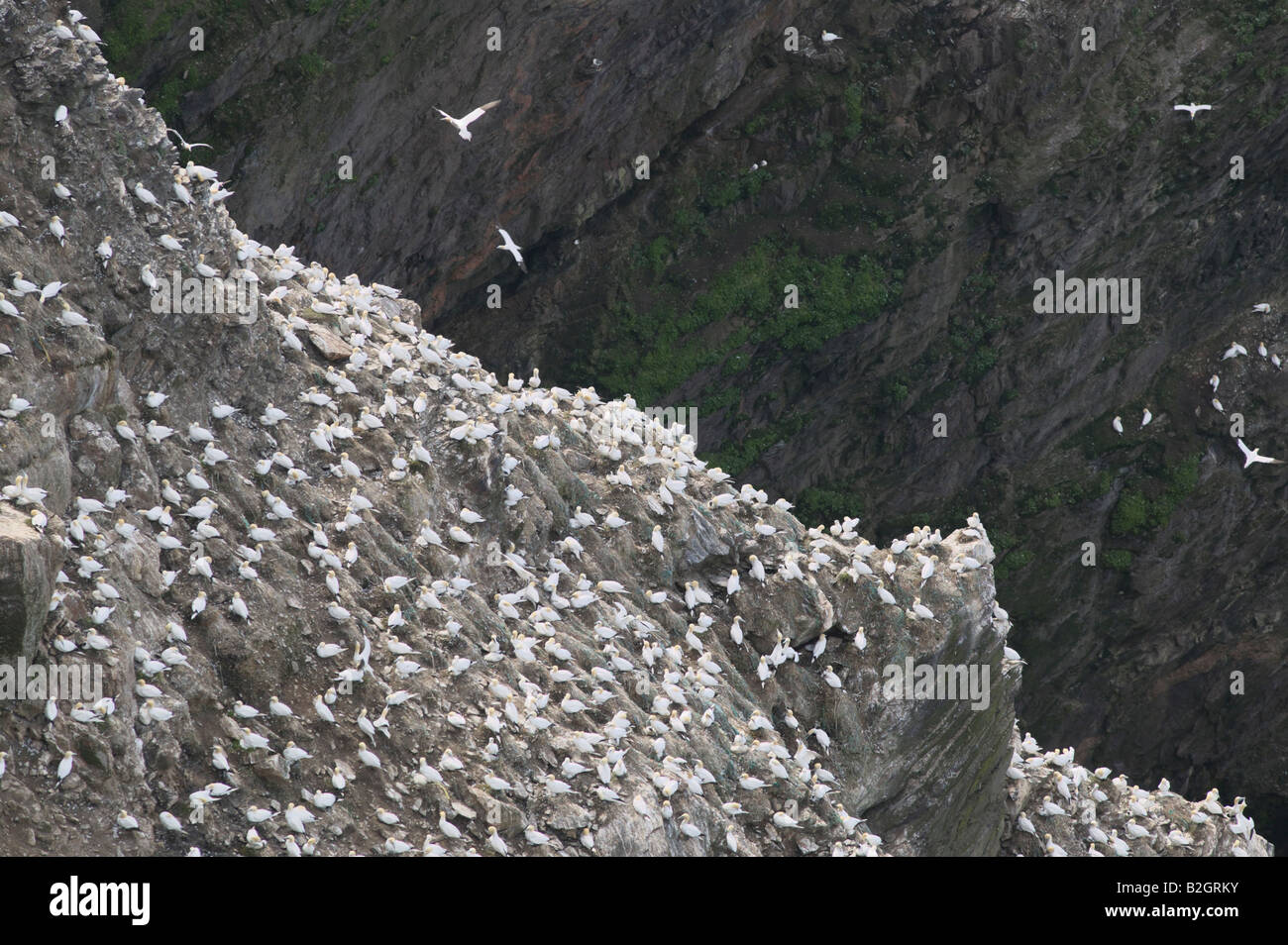 A gannetry on the cliffs of Hermaness National Nature Reserve, Unst ...