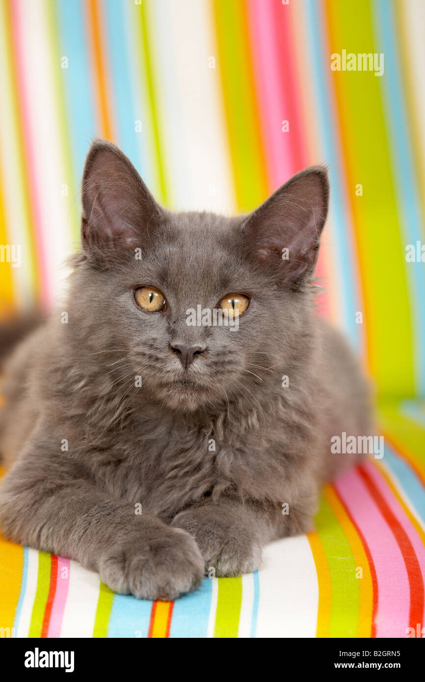Blue Maine Coon cat Stock Photo - Alamy