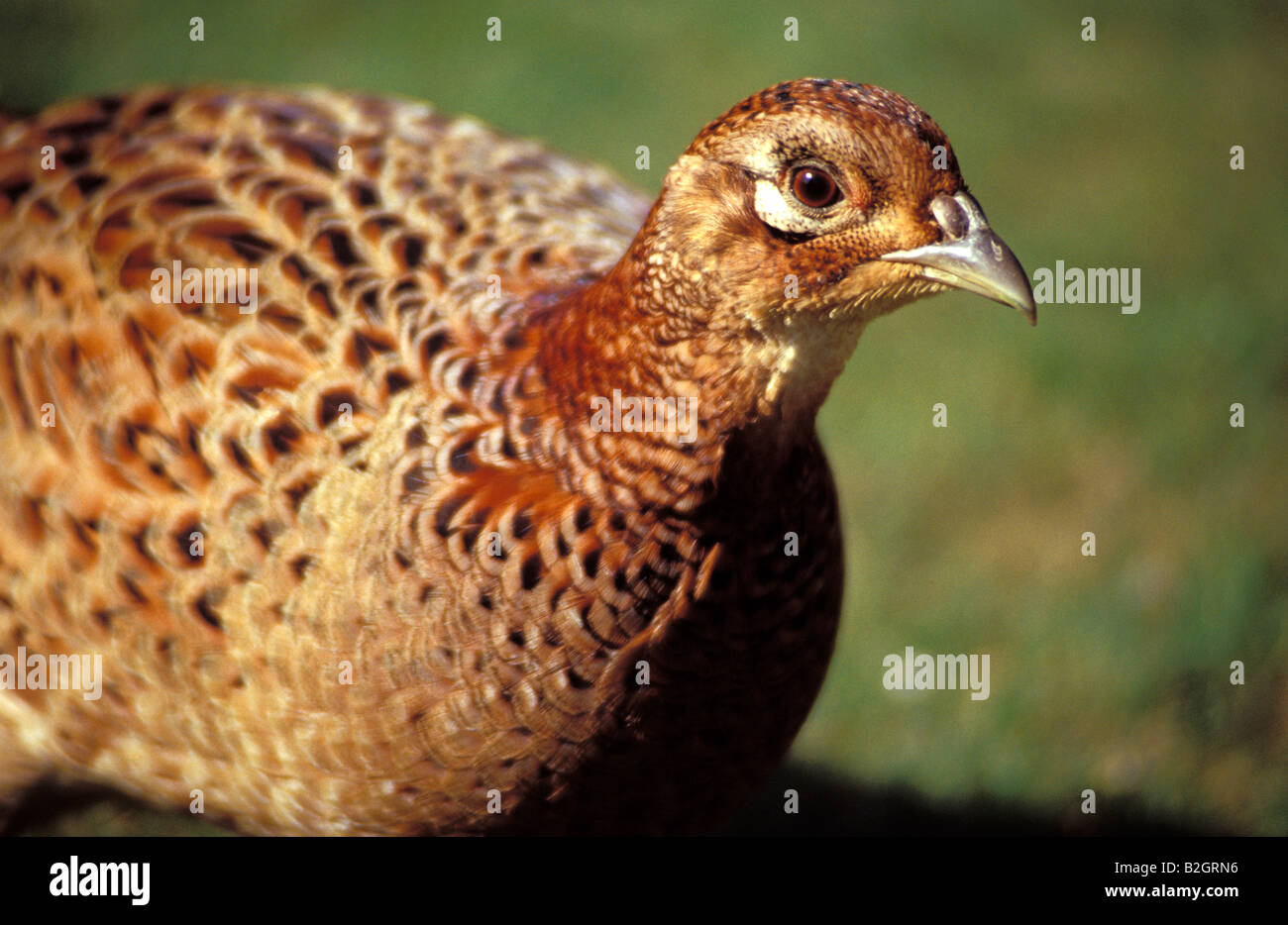 Closeup of female pheasant Stock Photo - Alamy
