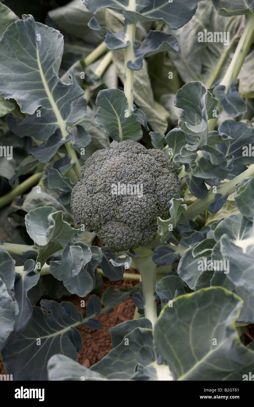 calabrese broccoli head and floret of plant on a farm county down ...