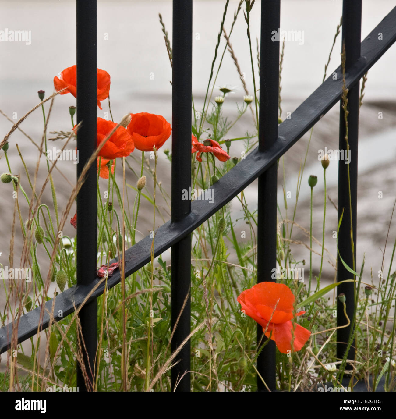 Poppy flowers through railings. Humber Estuary in background Stock ...