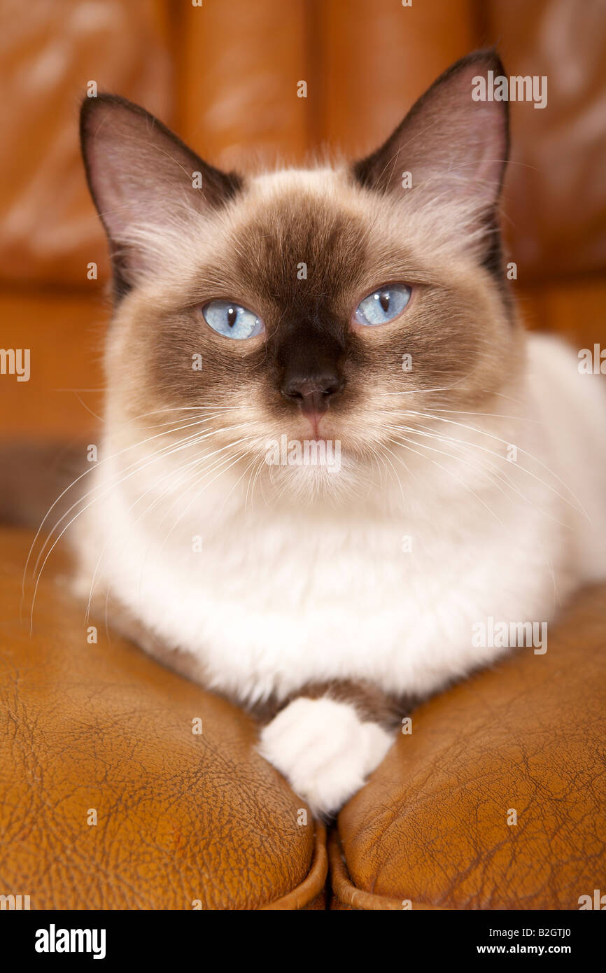 Ragdoll cat hi-res stock photography and images - Alamy