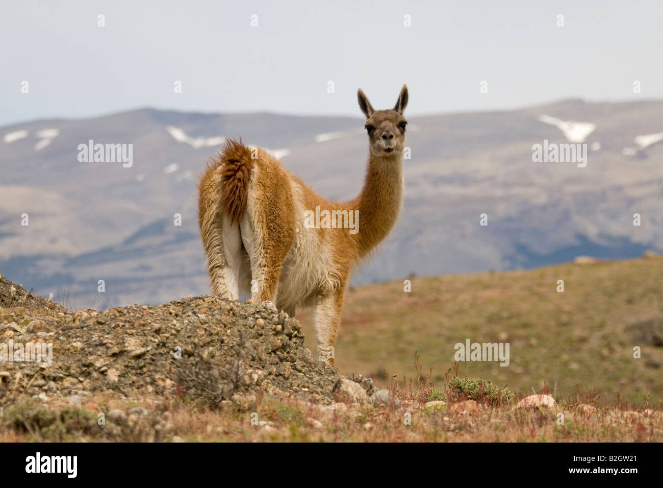 Guanako hi-res stock photography and images - Alamy