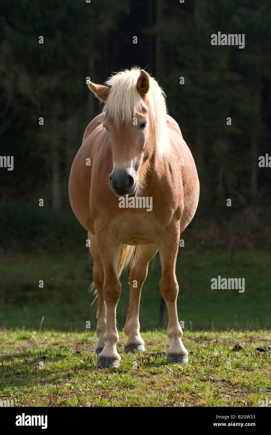 haflinger horse Avelignese paddock pasture willow Breed standards ...