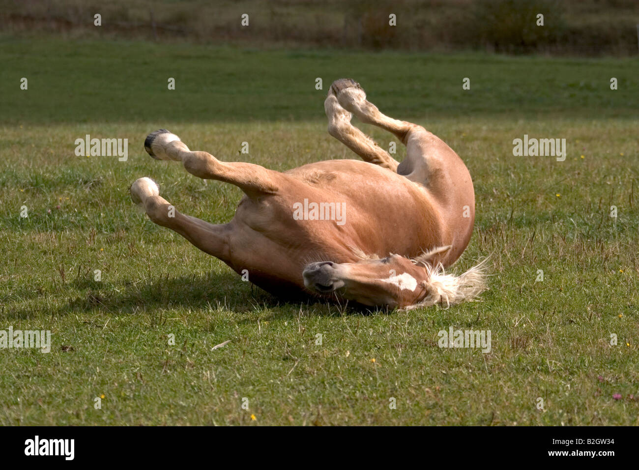 rolling haflinger horse Avelignese paddock pasture willow Breed ...