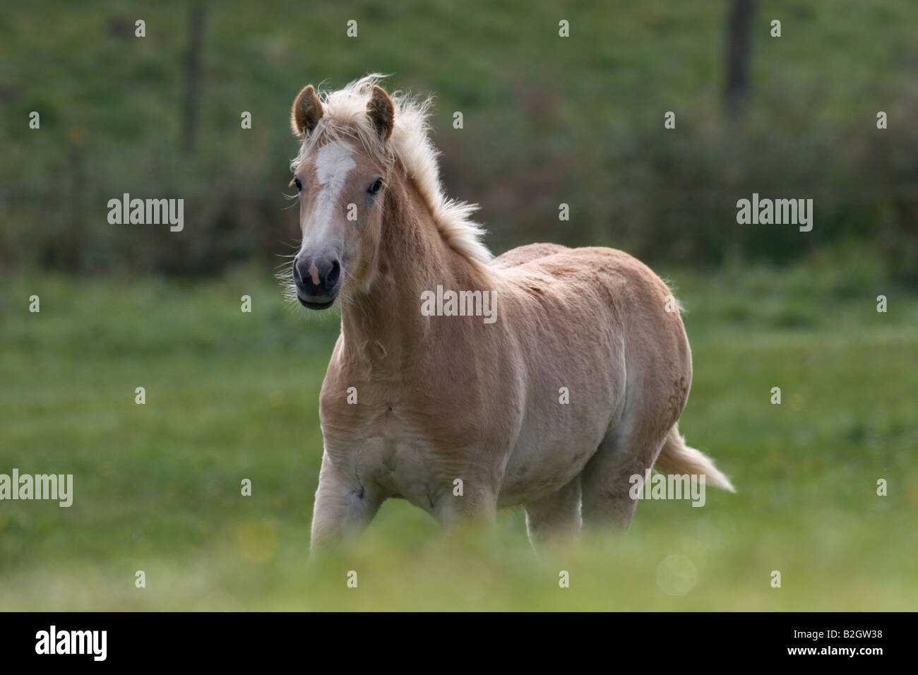 haflinger horse Avelignese paddock pasture willow Breed standards ...