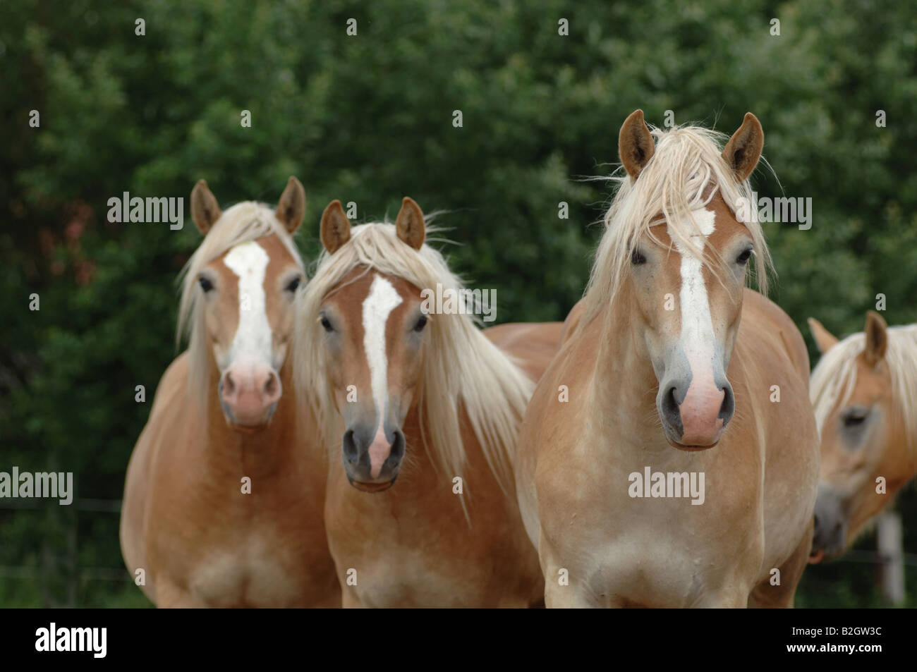 Avelignese hi-res stock photography and images - Alamy