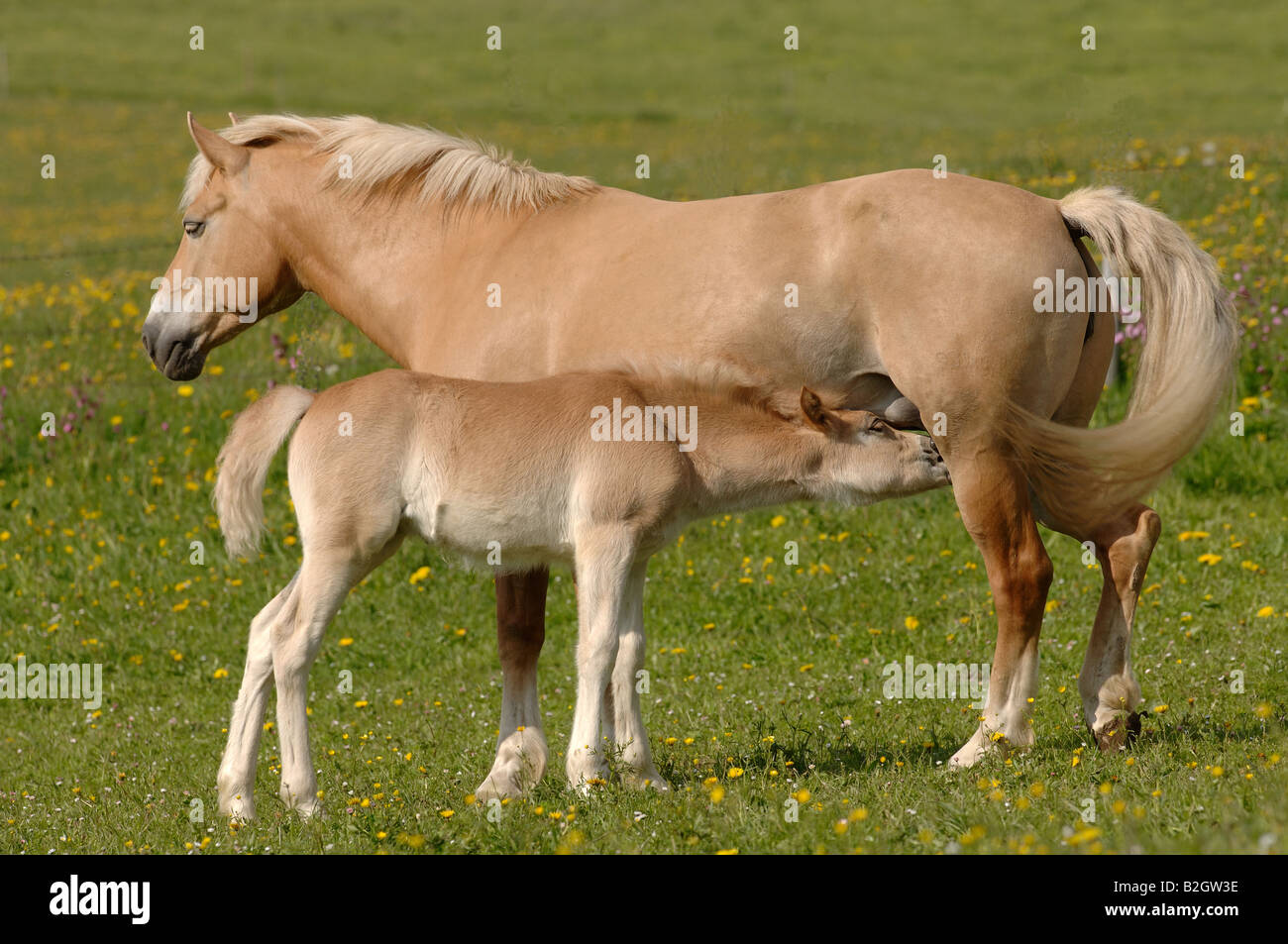 foal haflinger horse Avelignese paddock pasture willow Breed standards ...