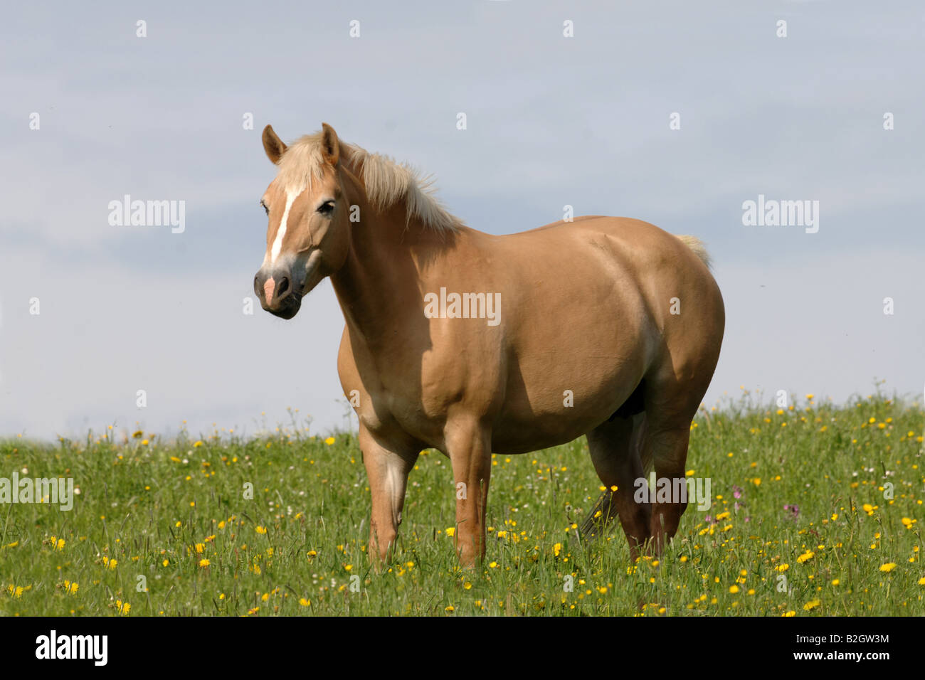 haflinger horse Avelignese paddock pasture willow Breed standards Stock ...