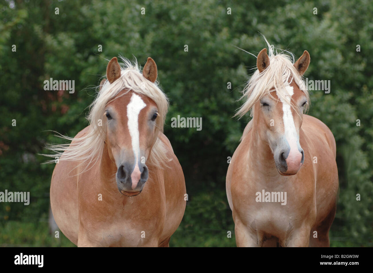 Pair couple haflinger horse Avelignese pasture willow Breed standards ...
