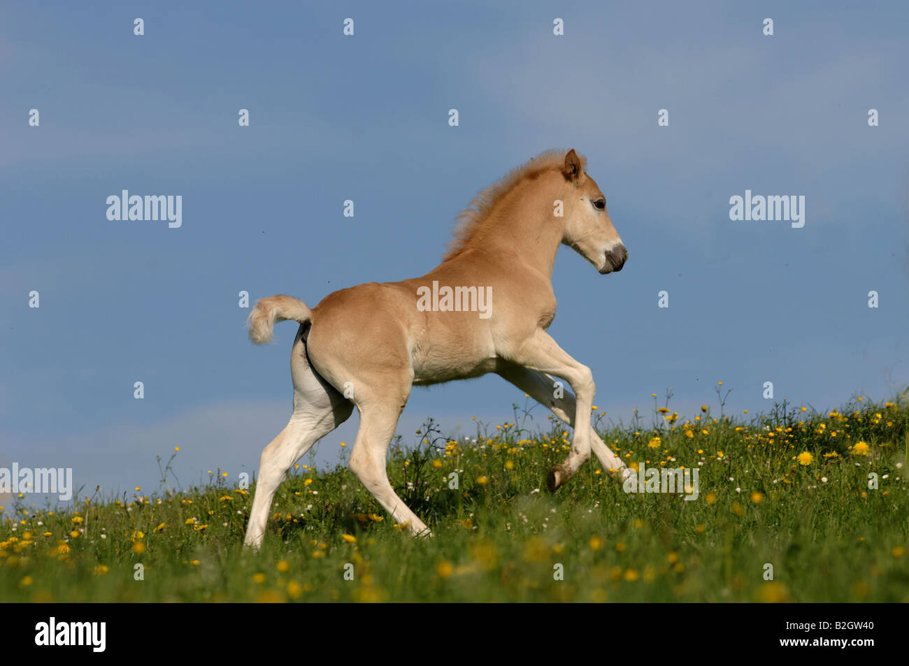haflinger horse Avelignese foal Breed standards pasture willow Stock ...