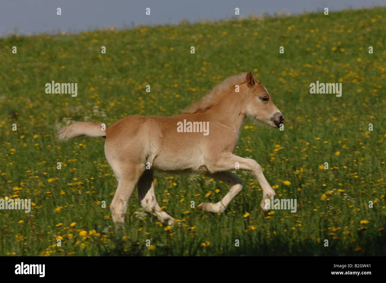 haflinger horse Avelignese foal Breed standards pasture willow Stock ...