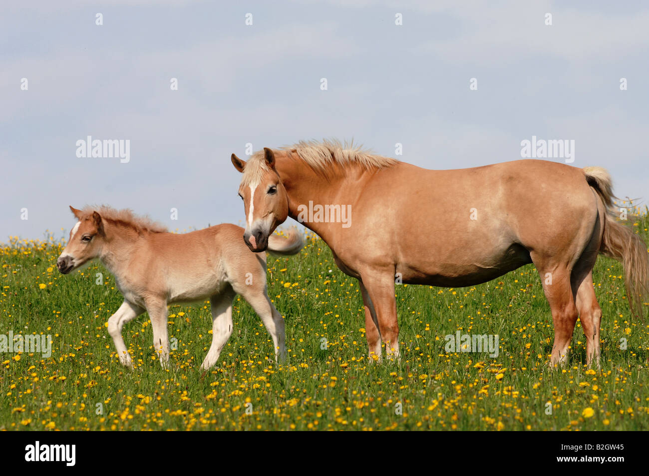 haflinger horse Avelignese foal Breed standards pasture willow Stock ...