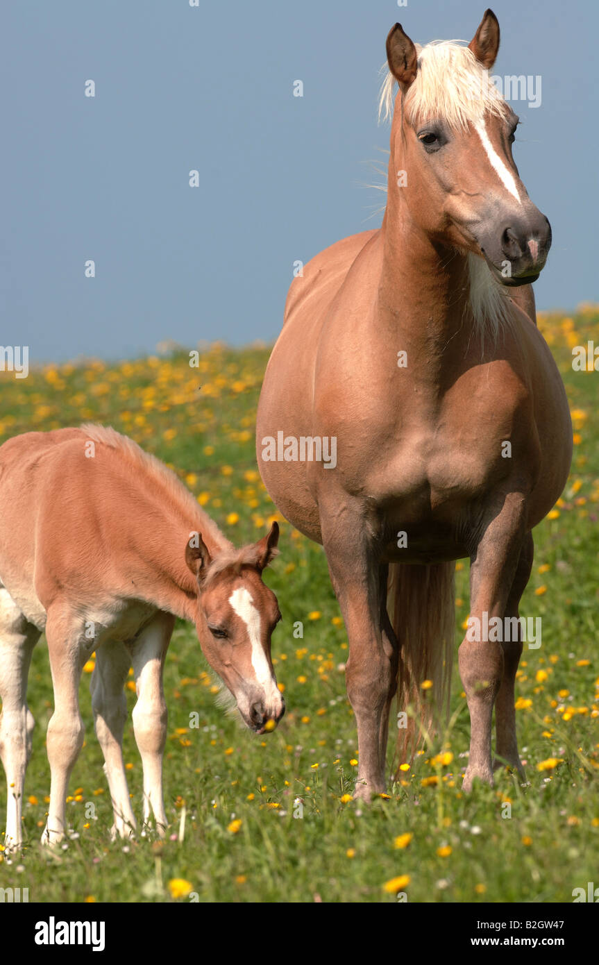 haflinger horse Avelignese foal Breed standards pasture willow Stock ...