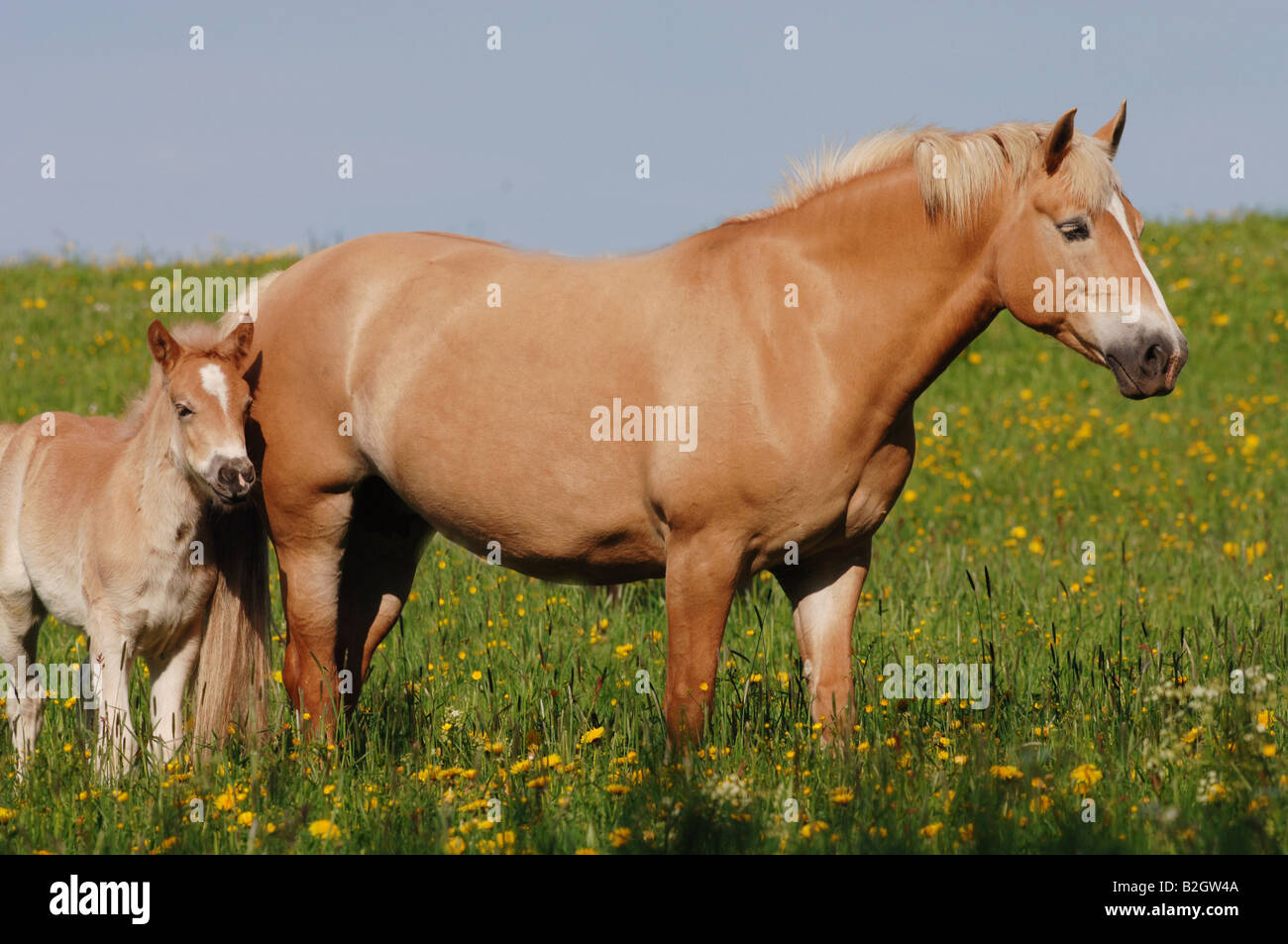 haflinger horse Avelignese foal Breed standards pasture willow Stock ...