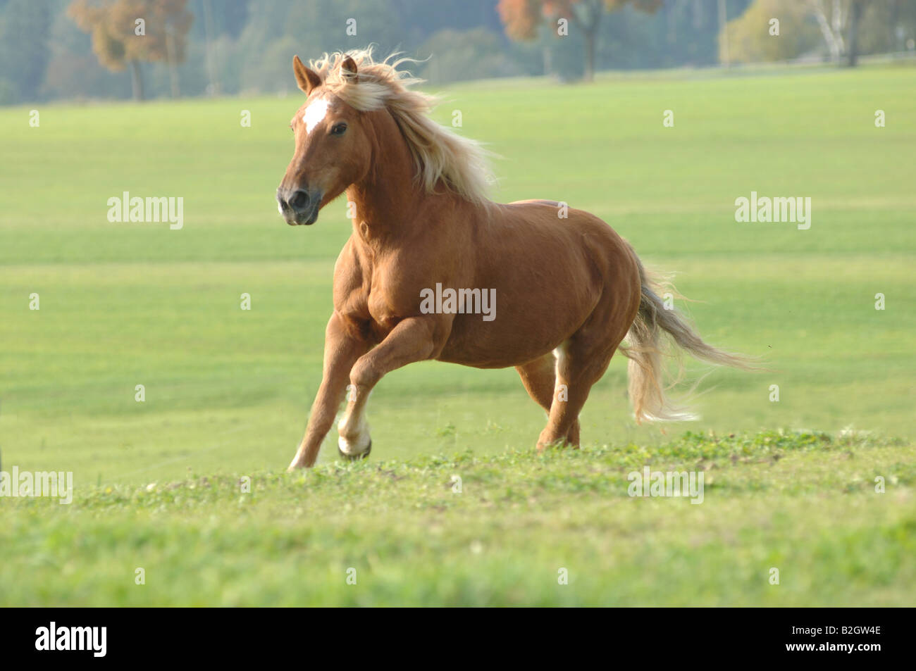 haflinger horse Avelignese Breed standards pasture willow Stock Photo ...