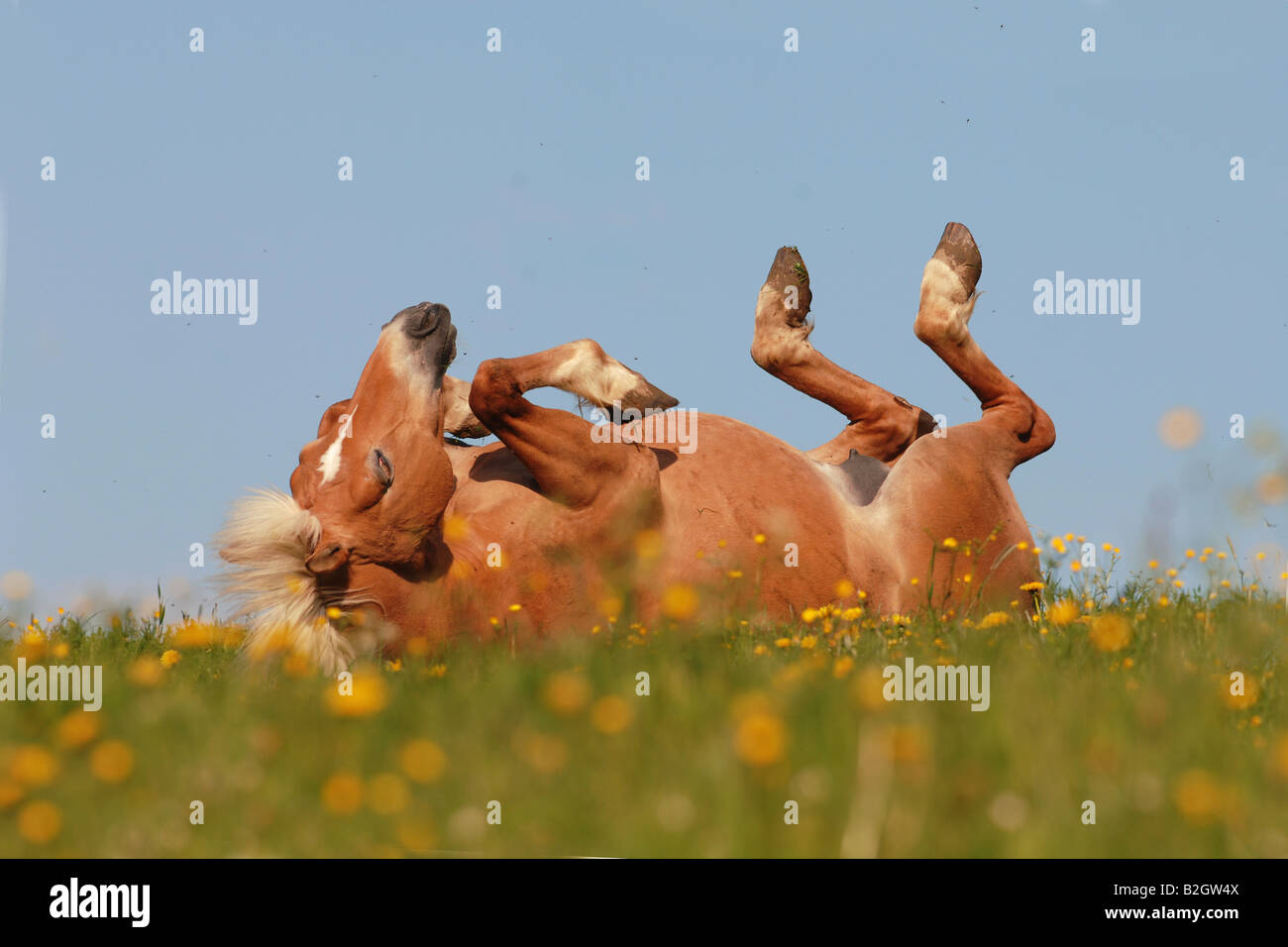 haflinger horse Avelignese rolling Breed standards Stock Photo - Alamy