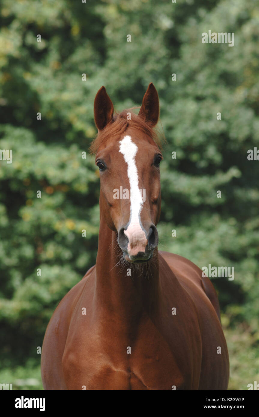 Hanoverian hi-res stock photography and images - Alamy