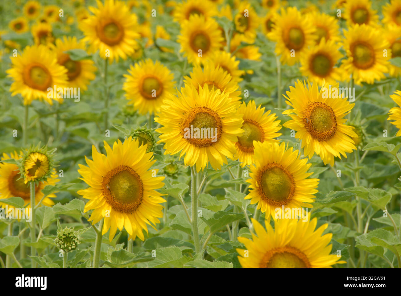 A sunflower field Stock Photo - Alamy