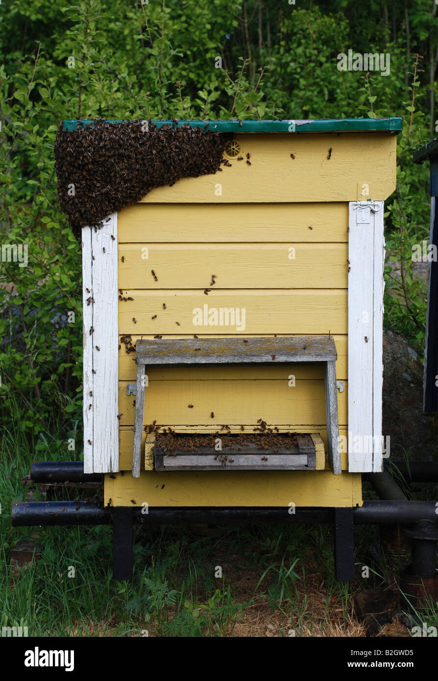 Swarm on a bee hive Stock Photo - Alamy