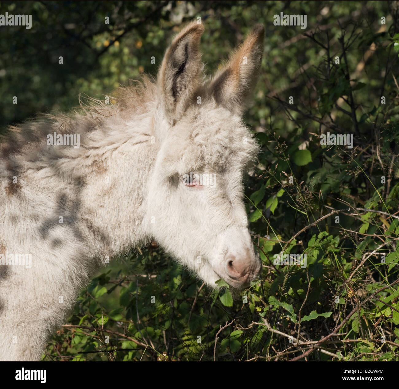 Donkey foal britain hi-res stock photography and images - Alamy