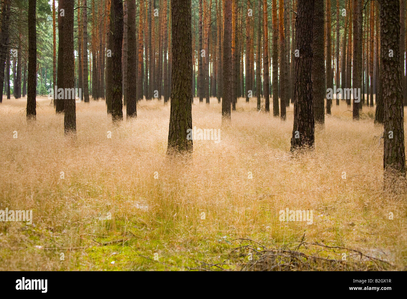 Pine forst hi-res stock photography and images - Alamy