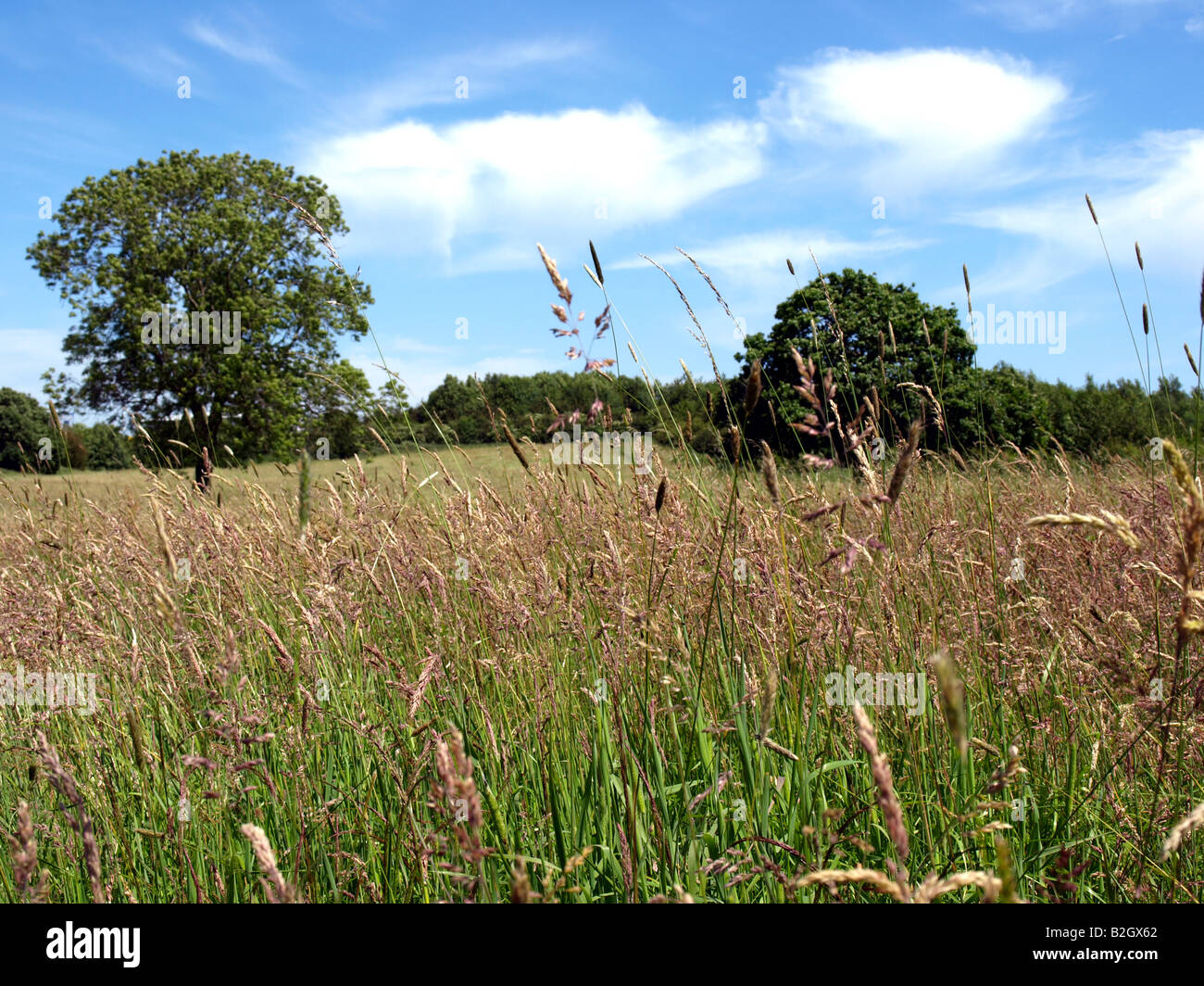 A wild grass meadow at sutton meadows,Sutton-in Ashfield ...