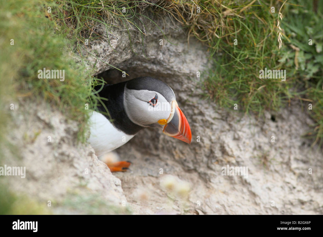 Puffin at entrance to burrow Isle of Noss, Shetland Isles, Scotland, UK ...