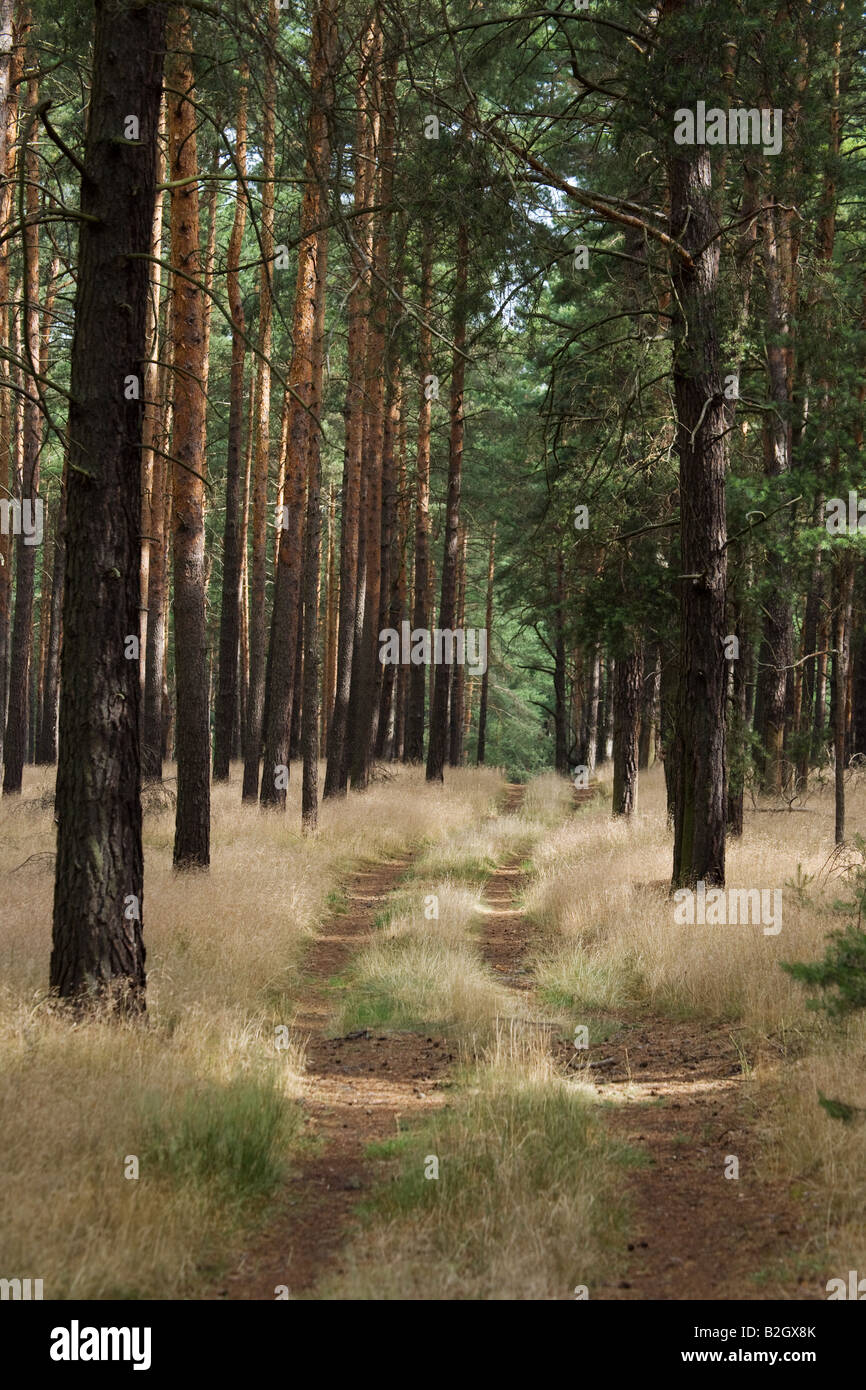 Pinwood hi-res stock photography and images - Alamy