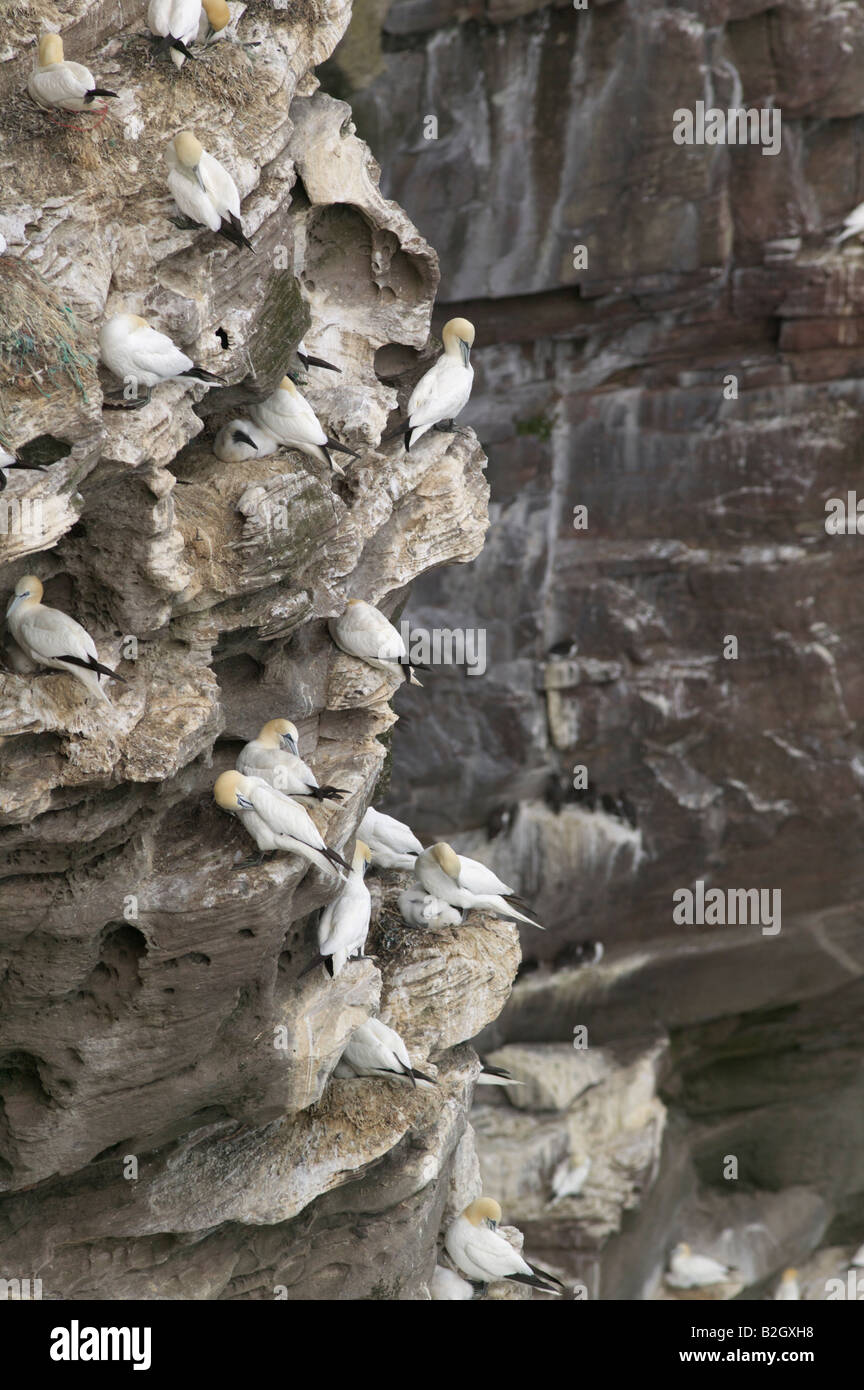 A gannetry on the cliffs of the Isle of Noss, Shetland Isles, Scotland ...