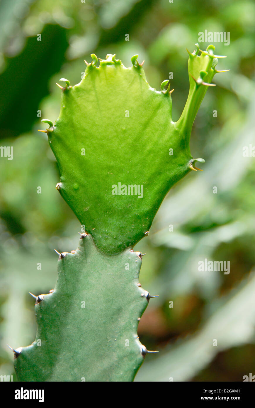 India cactus hi-res stock photography and images - Alamy