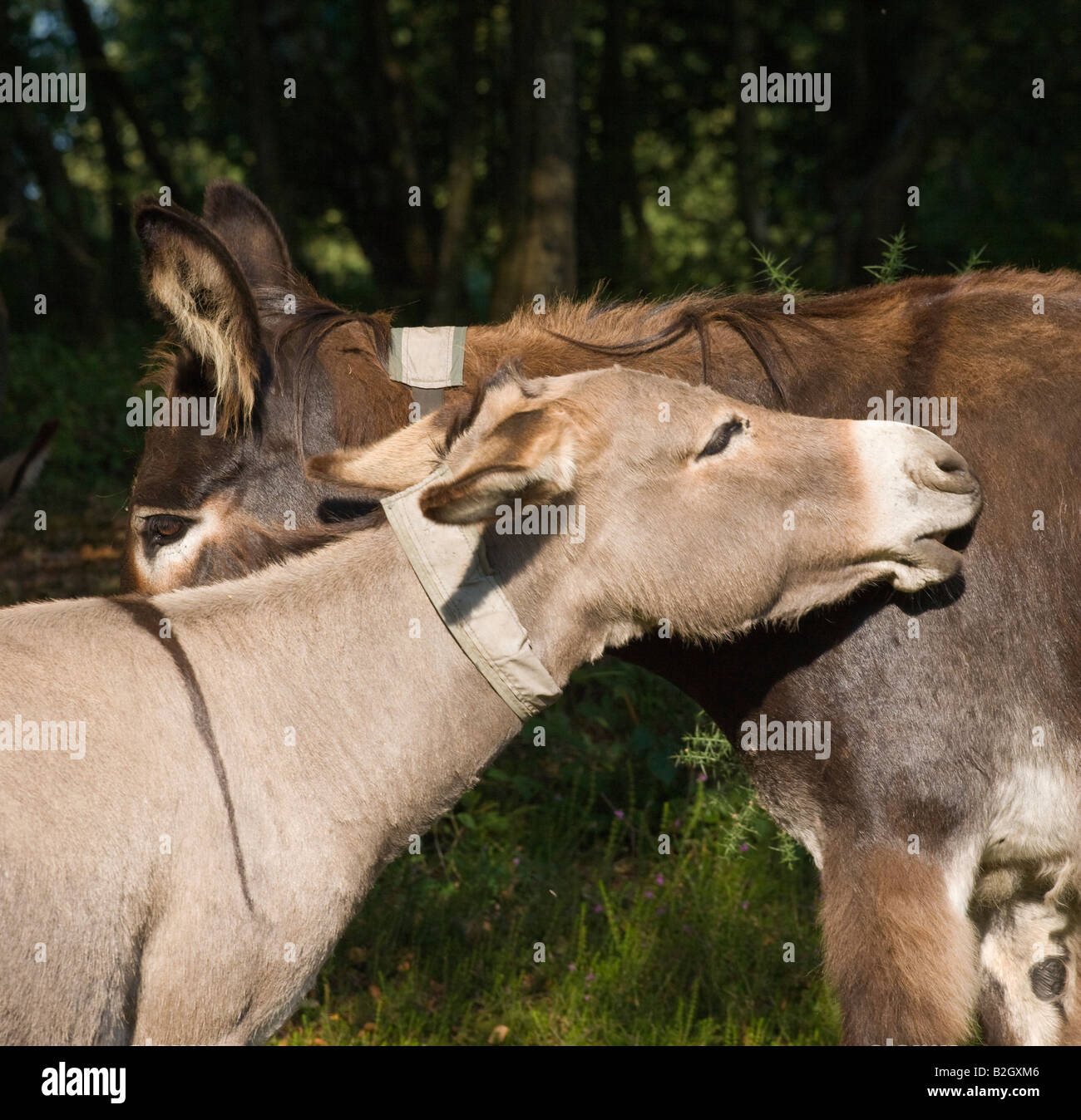 Donkey uk hi-res stock photography and images - Alamy