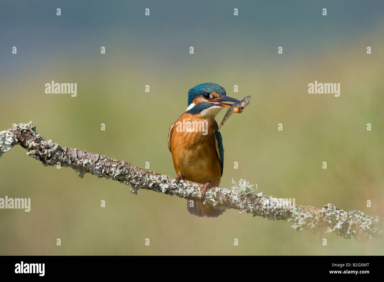 Alcedo atthis, kingfisher with prey on lichen covered branch Stock ...