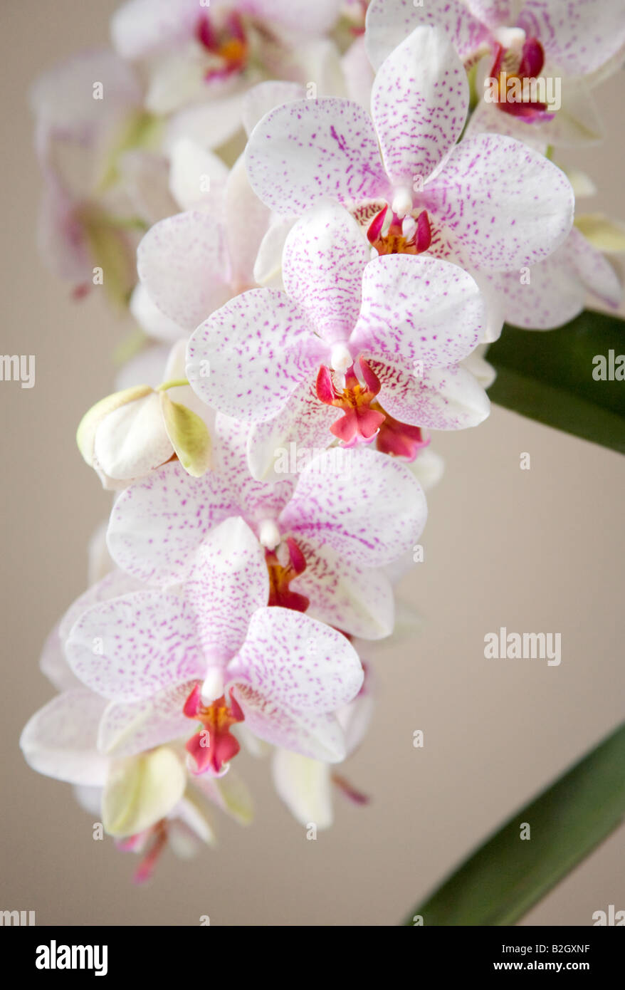 Orchids in full bloom Stock Photo - Alamy