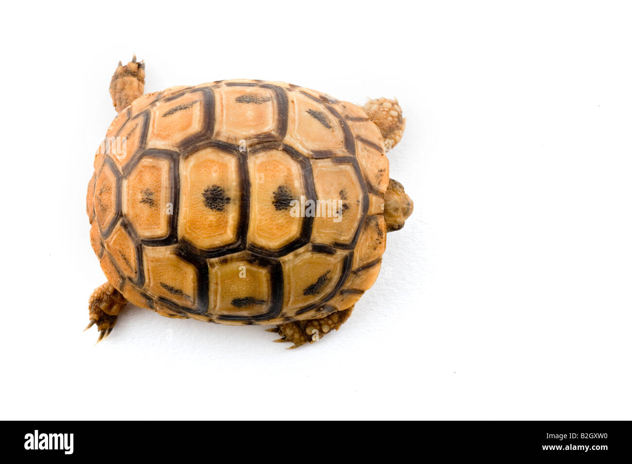baby turtle from above isolated on white Stock Photo - Alamy